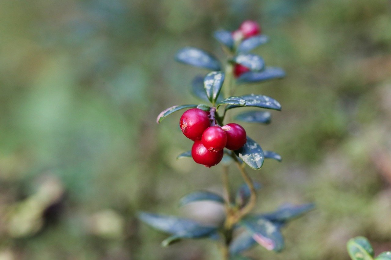 Quais os Benefícios da Fruta Cranberry? - Bem-Estar Union